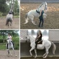 Straightness Training | Valuable Tips About Horses & Horse Riding