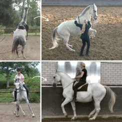 Straightness Training | Valuable Tips About Horses & Horse Riding