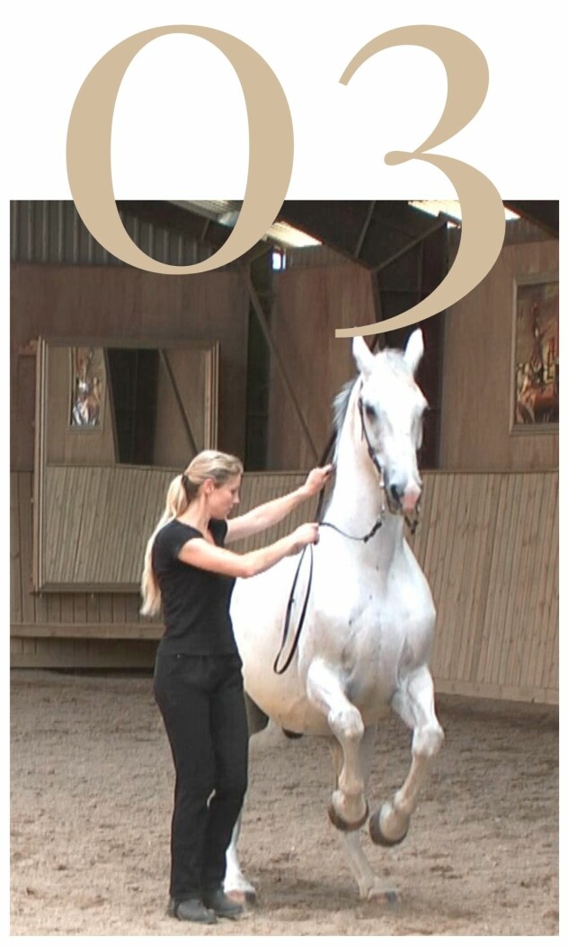 Straightness Training | Valuable Tips About Horses & Horse Riding