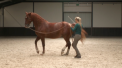 Longeing a horse | Tips & Information | Straightness Training