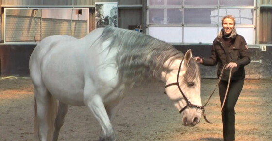 Longeing a horse | Tips & Information | Straightness Training