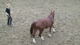Longeing a horse | Tips & Information | Straightness Training