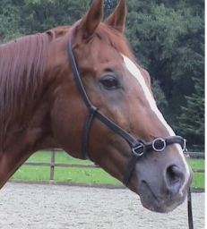 Cavesson | Straightness Training