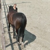 Haunches-in | Straightness Training