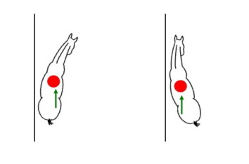 Haunches-in | Straightness Training