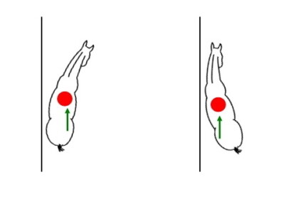 Haunches-in | Straightness Training