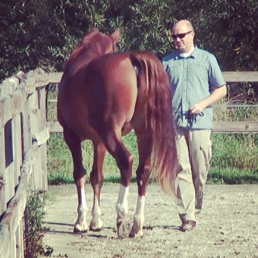 Haunches-in | Straightness Training