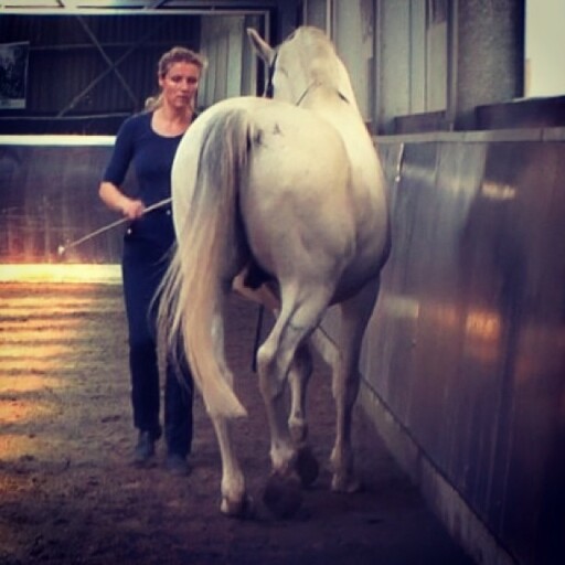 Haunches-in | Straightness Training