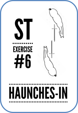 Haunches-in | Straightness Training