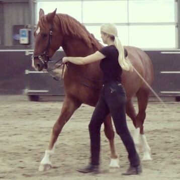 Half pass | Straightness Training