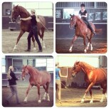 Half pass | Straightness Training