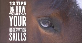 12 Tips for Objective Observation - Straightness Training