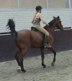 Lateral Bend in Horses Explained | Straightness Training