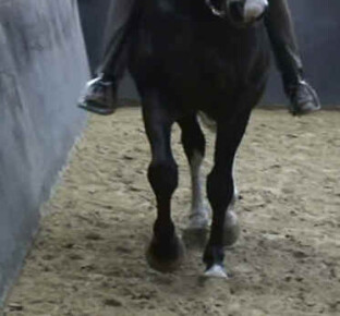 Front-back ratio of the horse - Straightness Training