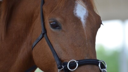 Straightness Training | Valuable Tips About Horses & Horse Riding