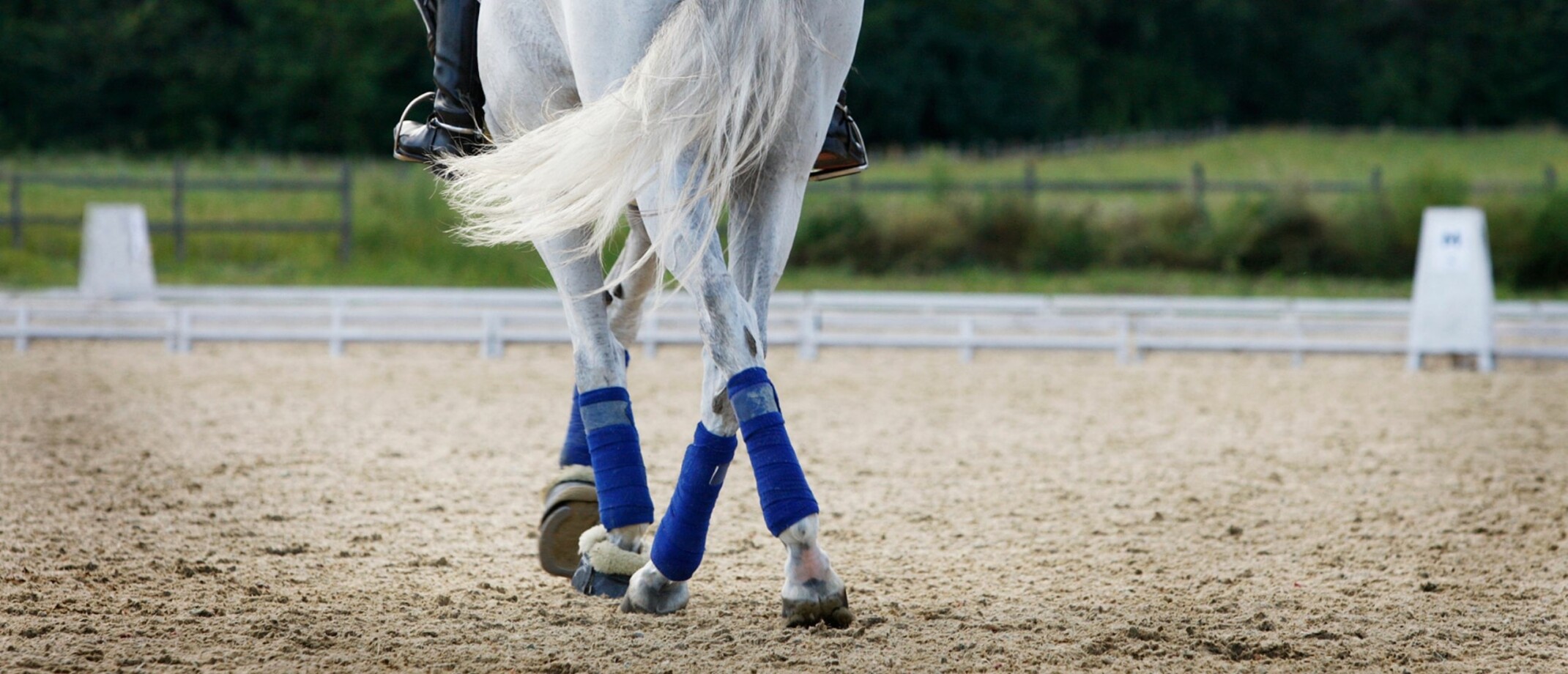 Leg-yield Yes or No? | Straightness Training