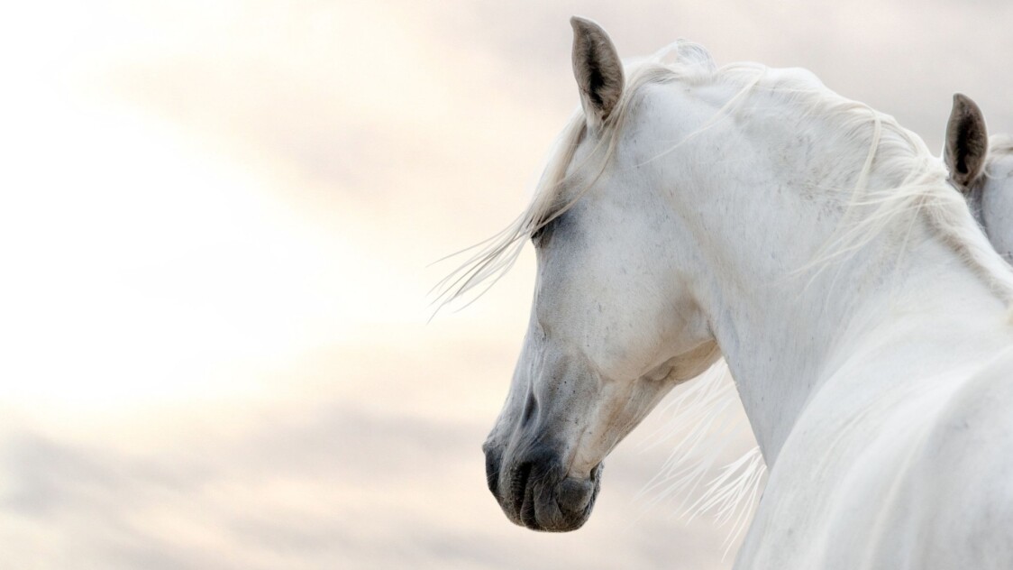 Straightness Training | Valuable Tips About Horses & Horse Riding