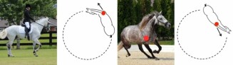 Lateral Bend in Horses Explained | Straightness Training