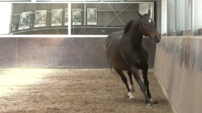 Vertical Imbalance in Horses | Natural Asymmetry Explained