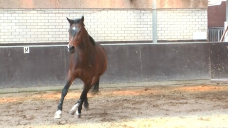 Vertical Imbalance in Horses | Natural Asymmetry Explained
