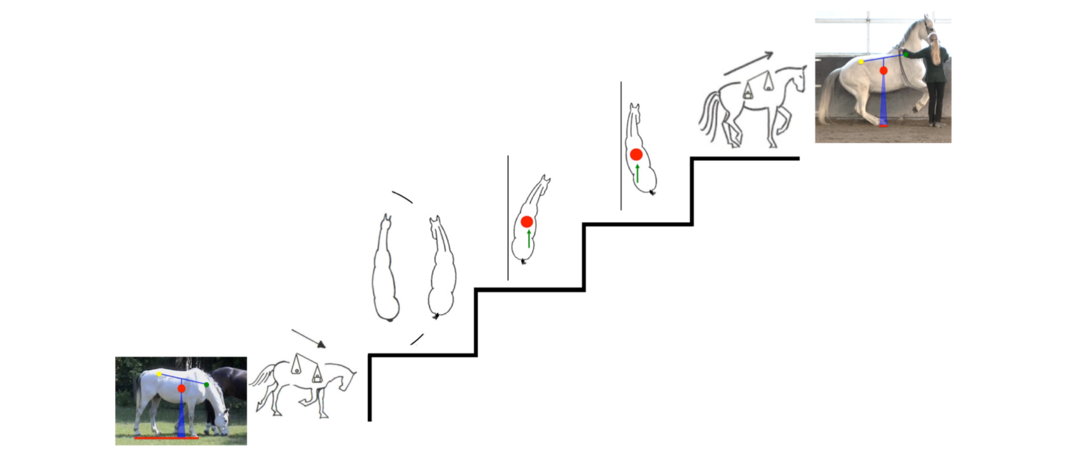Straightness training, a logical system of progressive exercises