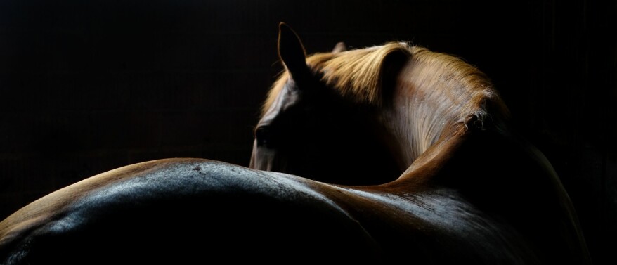 Solution to the natural asymmetry of the horse - Straightness Training