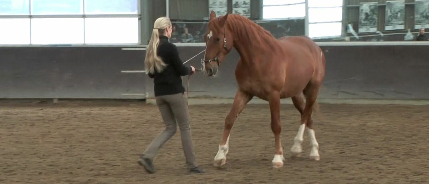 Half pass | Straightness Training