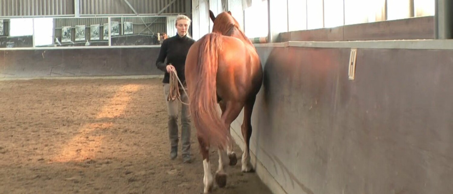 Haunches-in | Straightness Training