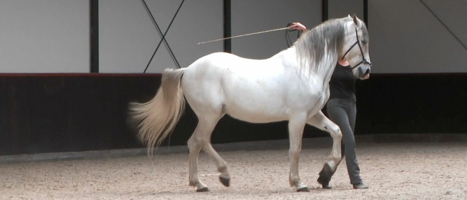 Passage | Straightness Training