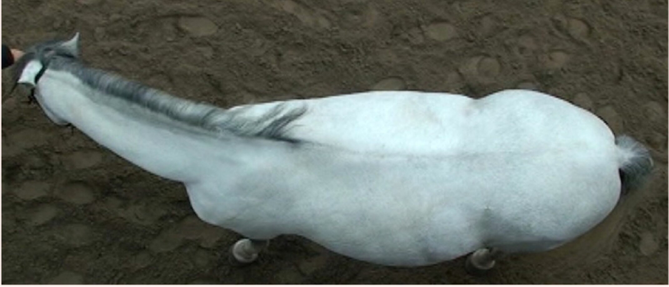 Stelling and Bending | Straightness Training