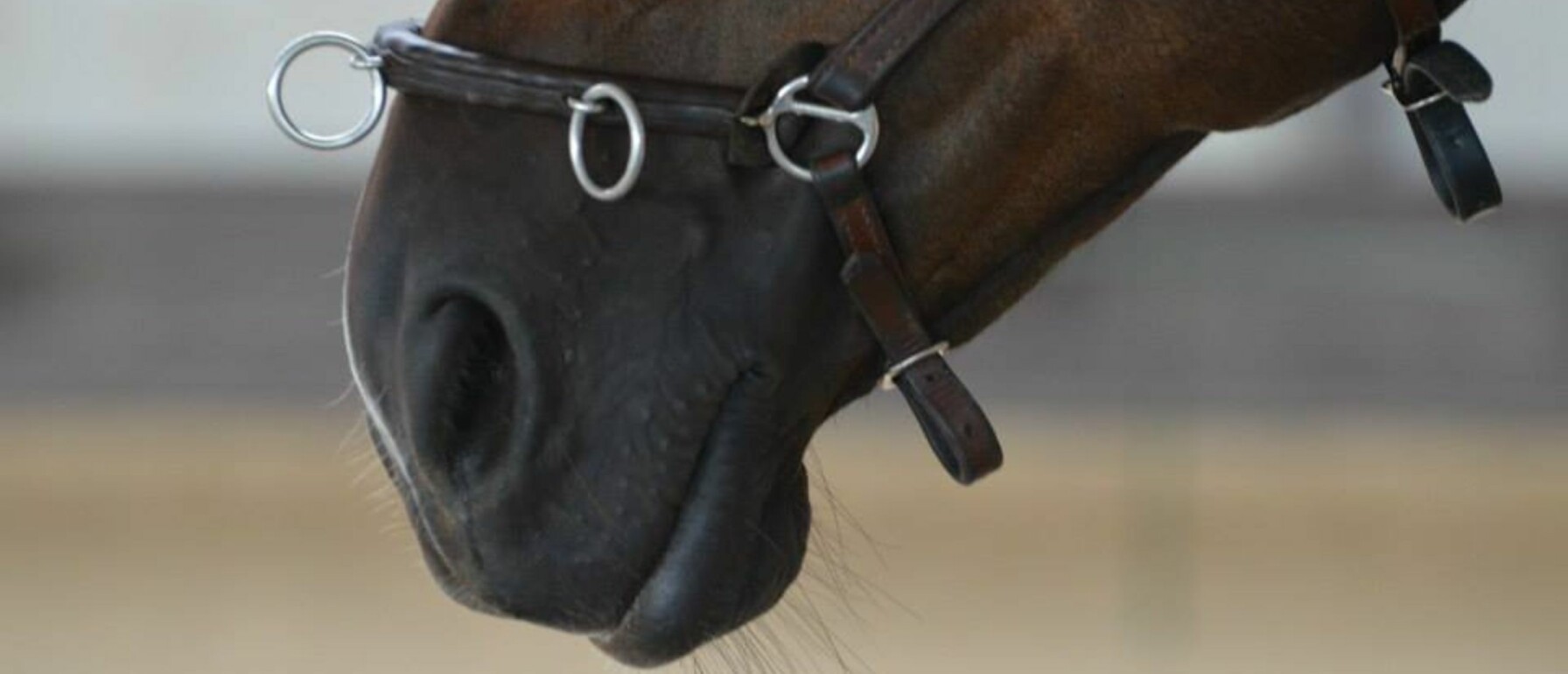 Cavesson | Straightness Training