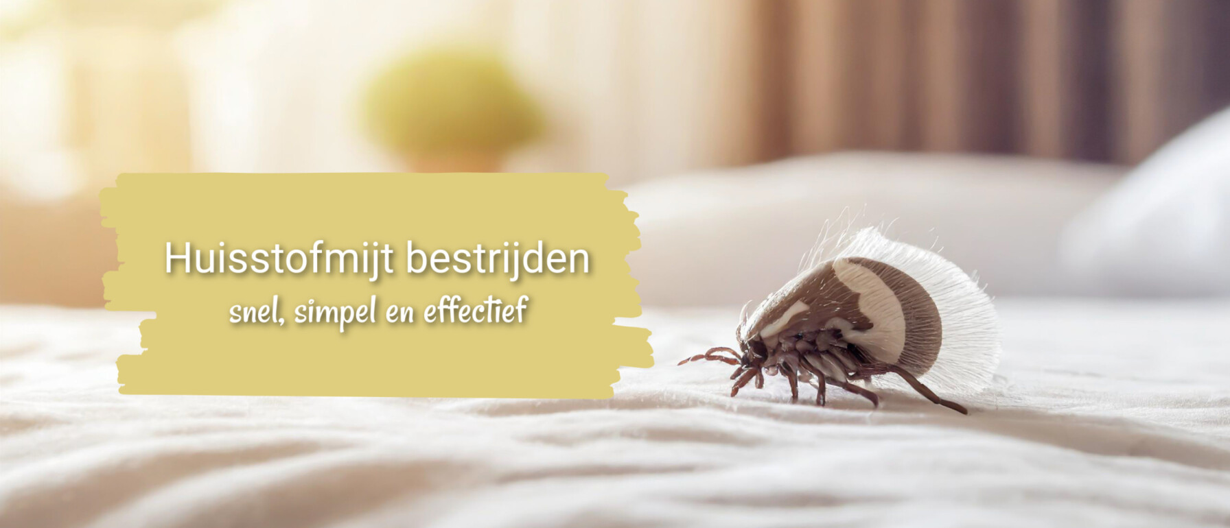 huisstofmijt bestrijden, simpel en effectief met zuiveringszout
