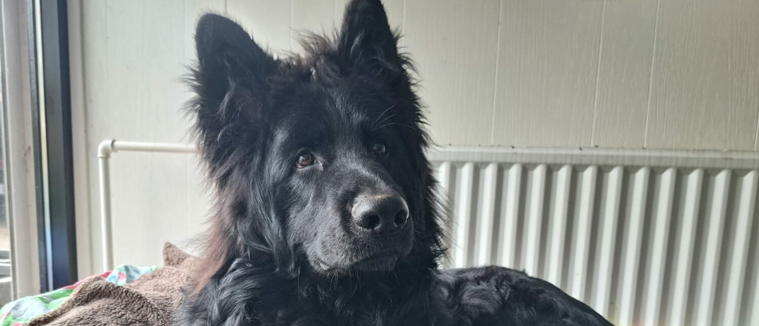 Wat betekent het als mijn hond zijn oren plat legt? Betekenis uitgelegd: