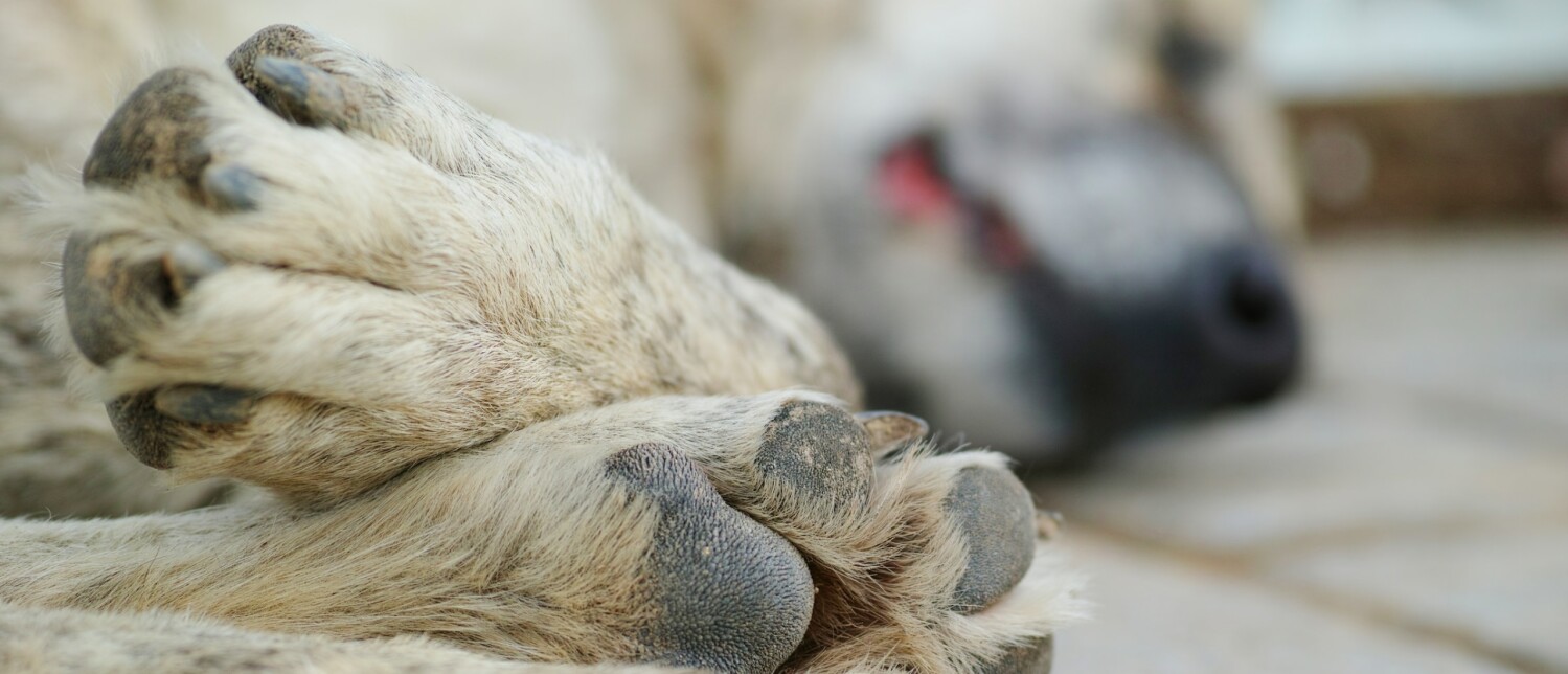Het definitieve afscheid van je hond – Wat gebeurt er met het lichaam ...