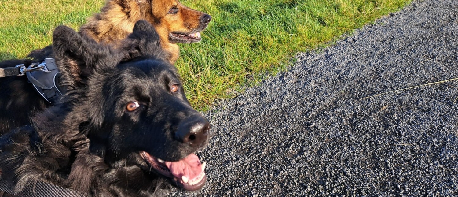 Wat moet ik weten over het socialiseren van mijn puppy?