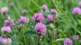 Klaver bestrijden in het gazon | Handige tips | MijnGazonCoach