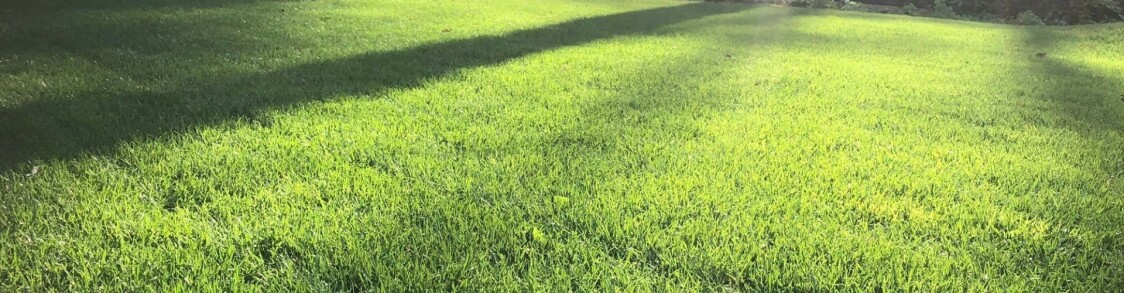 Gazononderhoud voor mooi groen gras in 12 weken | MijnGazonCoach