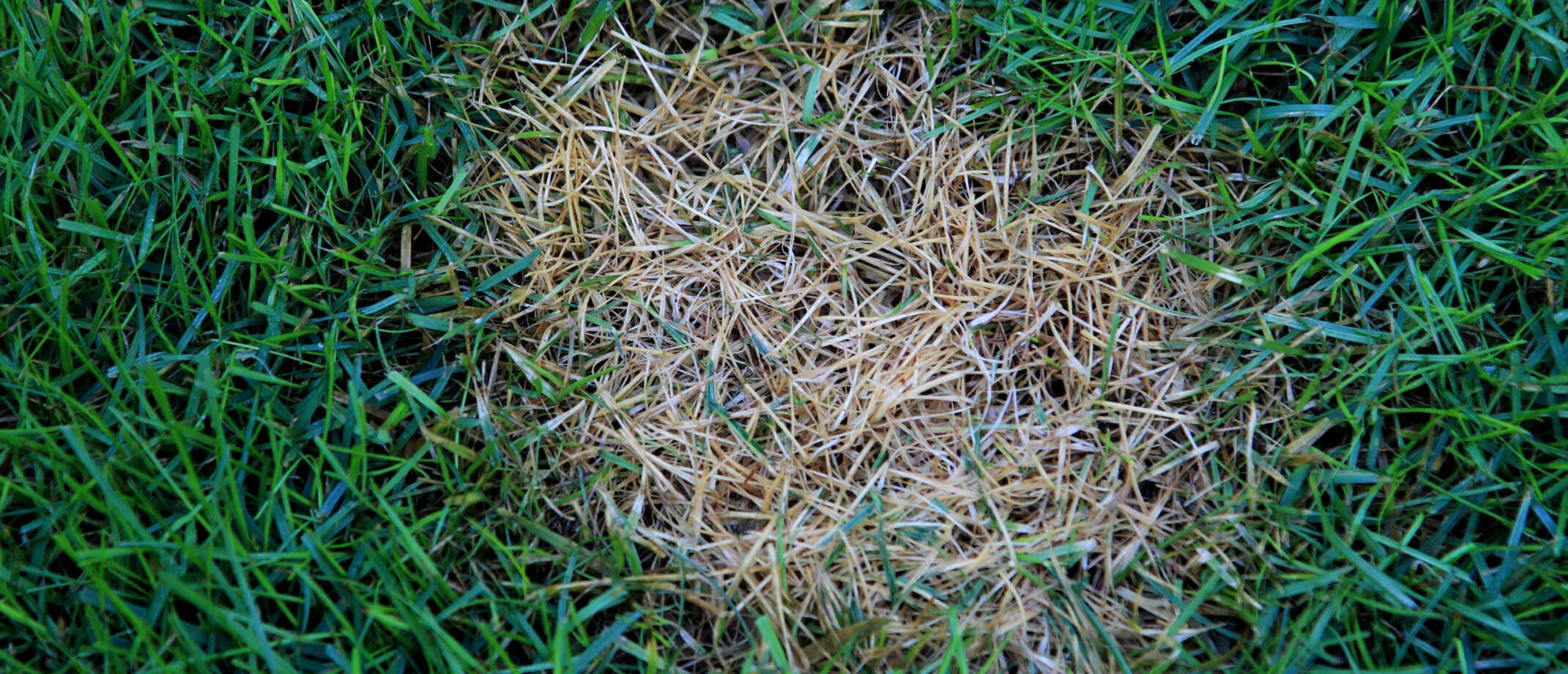 Gazon ziekten bestrijden en voorkomen | Tips en Advies | MijnGazonCoach