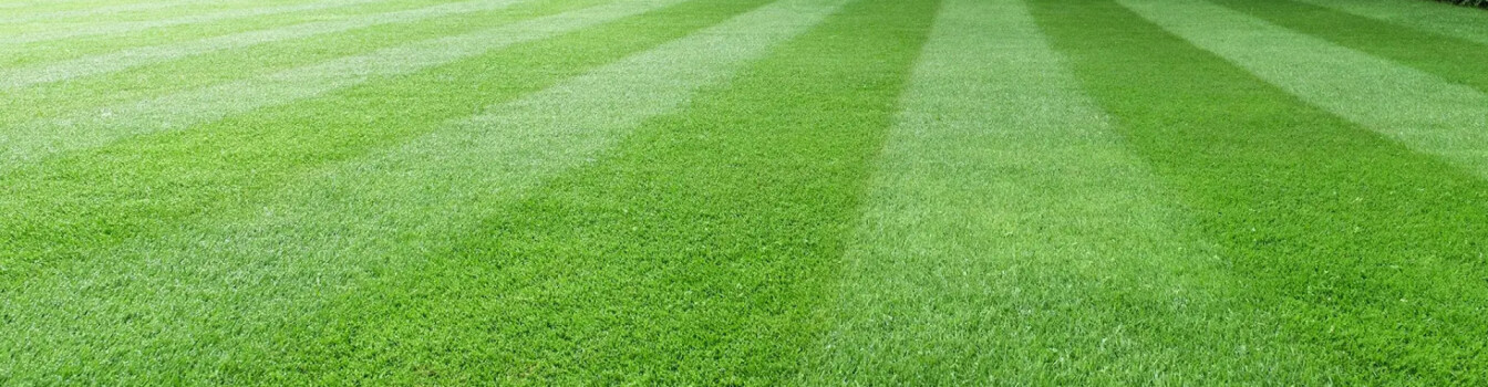 Realiseer makkelijk en snel het gazon van je dromen | MijnGazonCoach