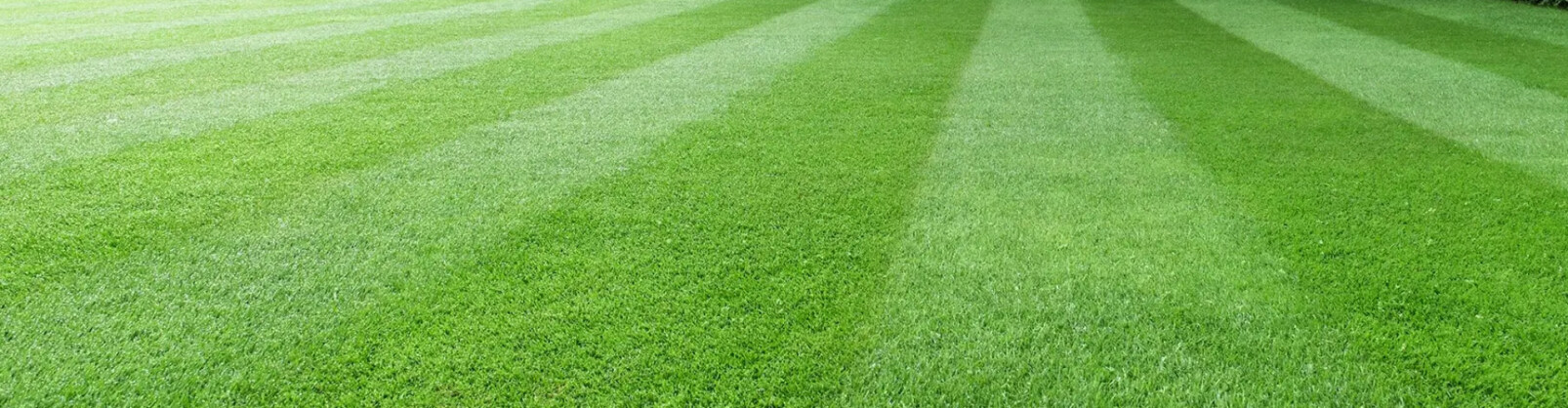 Realiseer makkelijk en snel het gazon van je dromen | MijnGazonCoach