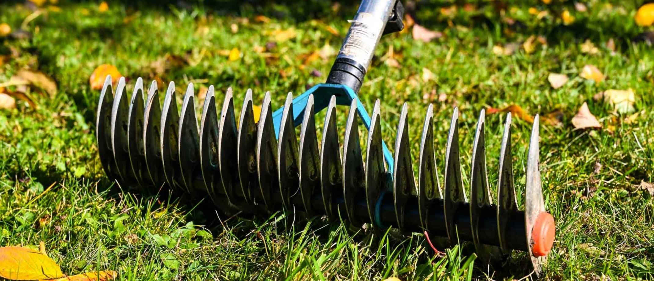 Mos in je Gazon Bestrijden & Voorkomen | MijnGazonCoach