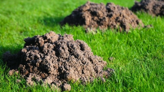 Mollen effectief bestrijden en verjagen uit het Gazon | MijnGazonCoach