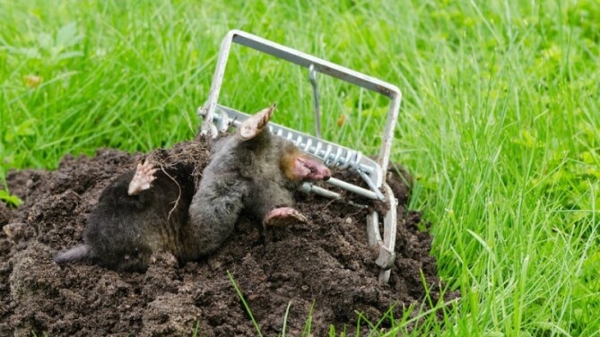 Mollen effectief bestrijden en verjagen uit het Gazon | MijnGazonCoach