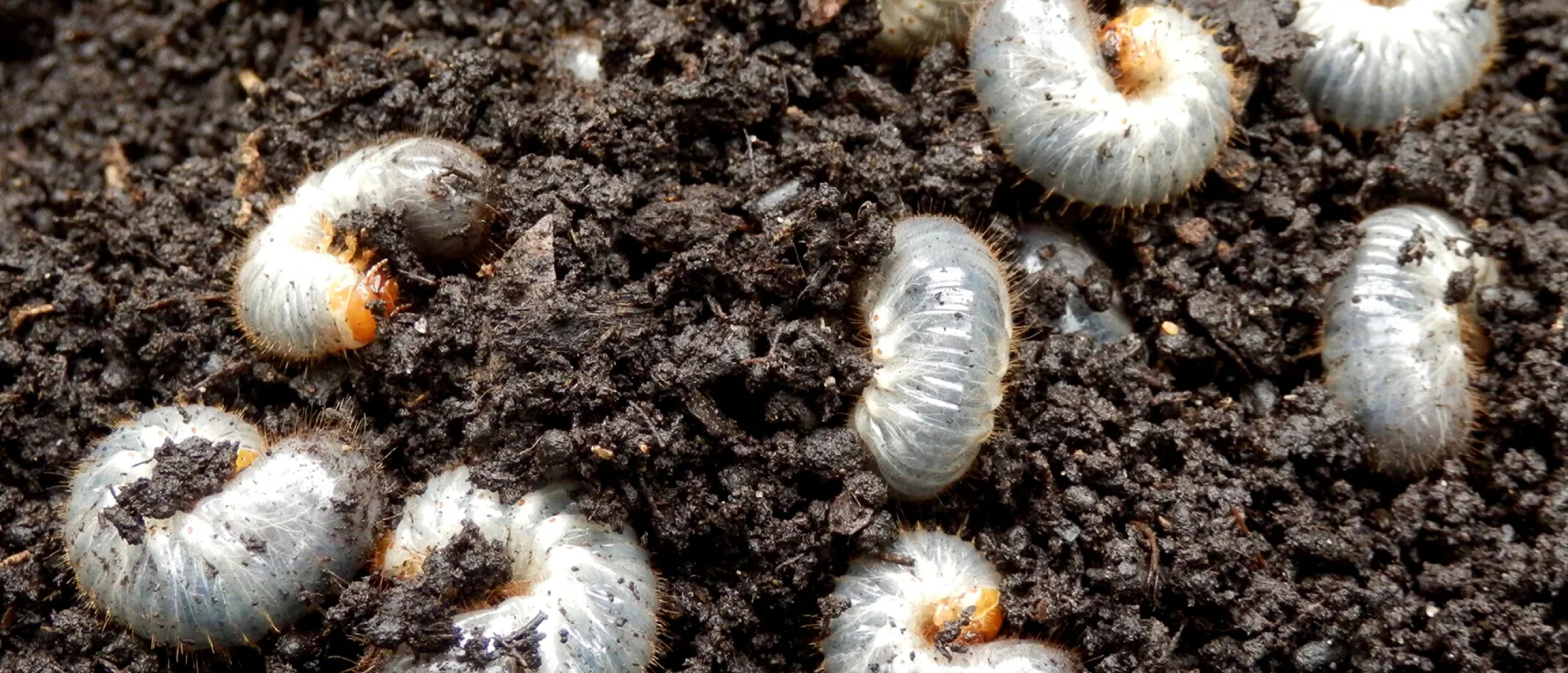 Engerlingen en emelten in het Gazon | Bestrijding en preventie ...