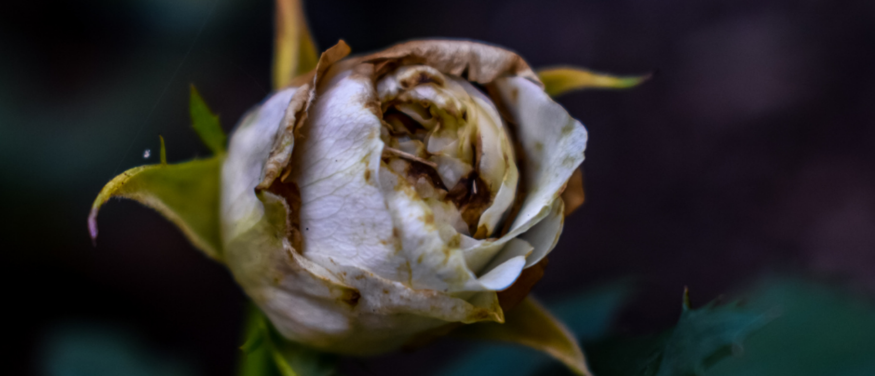 Symptomen van een naderende dood