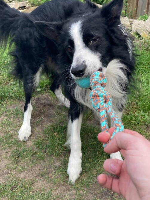 Beste tip voor jou als jouw hond angstig is