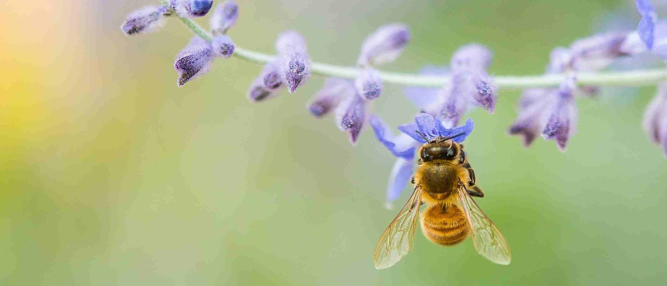 Bijenkoningin: Alles over de leider van een bijenkorf