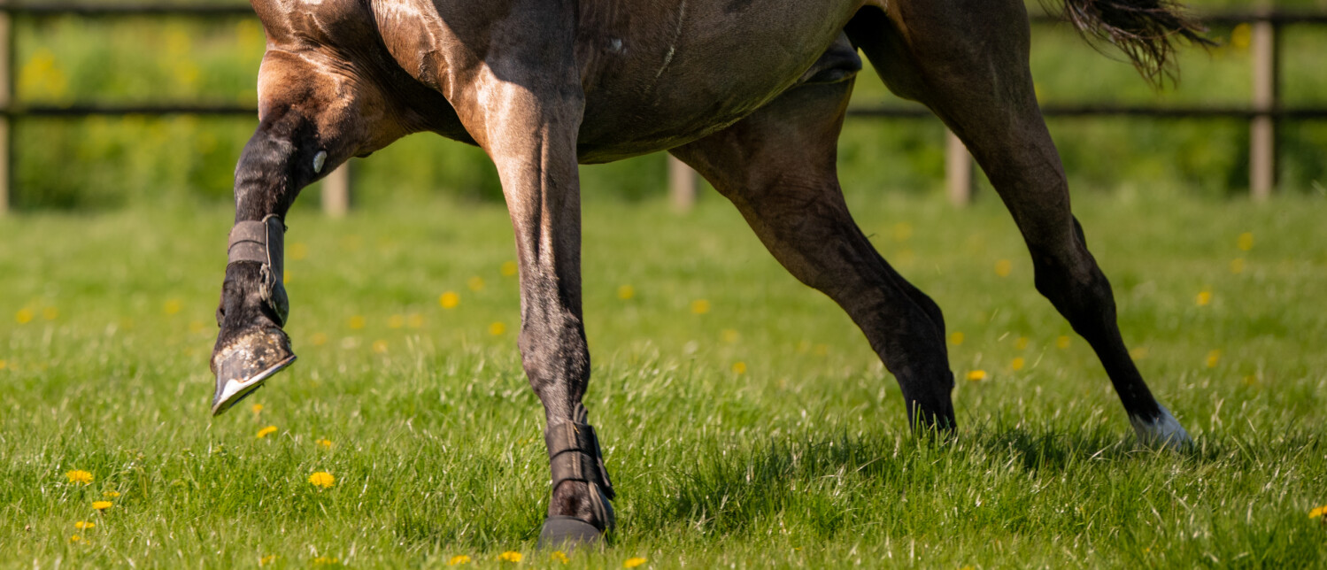 Anatomie van het voorbeen van het paard