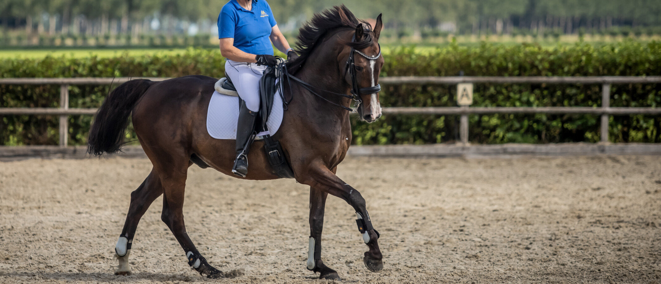 Botoedeem bij paarden – oorzaken, herstel & magneetveldtherapie