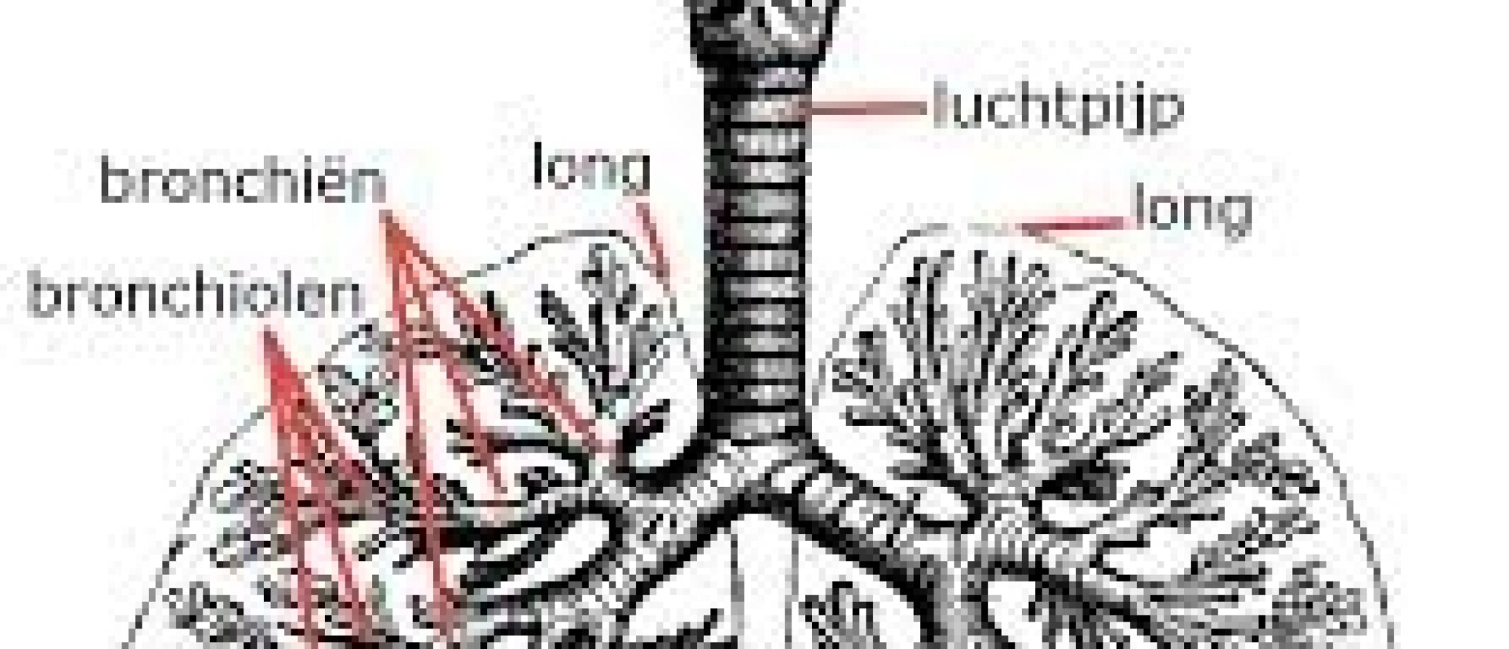 Bronchitis (luchtwegproblemen) bij paarden